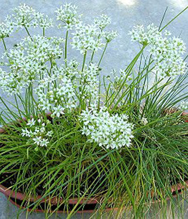Herb, Garlic Chives (Gow Choy) #111 – Best Cool Seeds