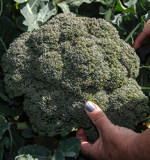 Broccoli: Green King Hybrid #82 – Best Cool Seeds