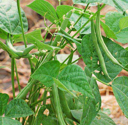 Green Beans: Contender #14 – Best Cool Seeds