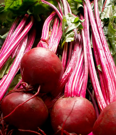 Beets: Boltardy # 552 – Best Cool Seeds
