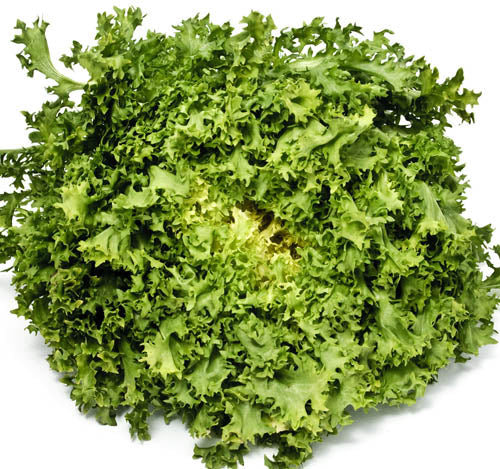 Endive: Green Curled Ruffec, Salad Green #442 – Best Cool Seeds